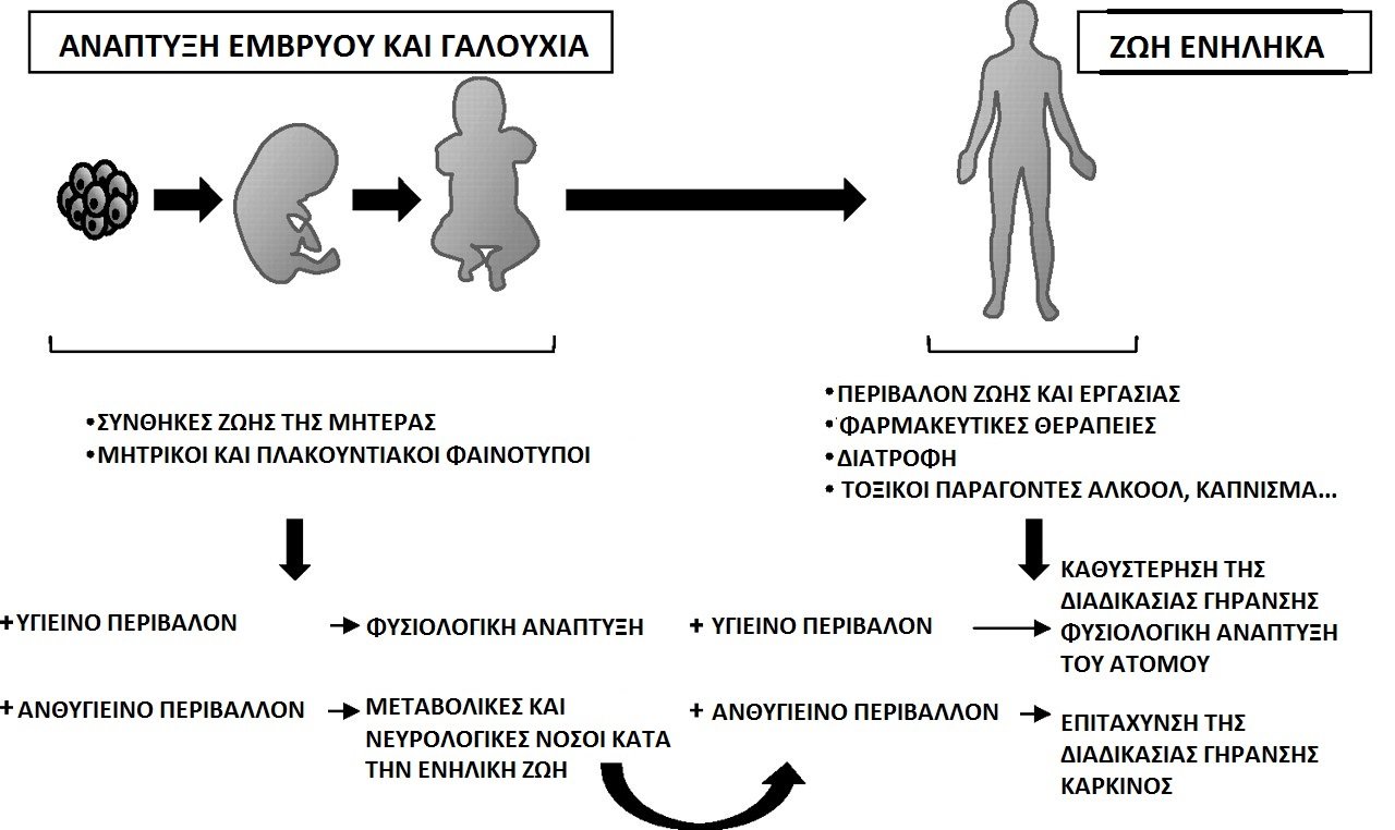Η υγεία μας δεν εξαρτάται μόνο από τα γονίδιά μας. Δημητρακόπουλος ...