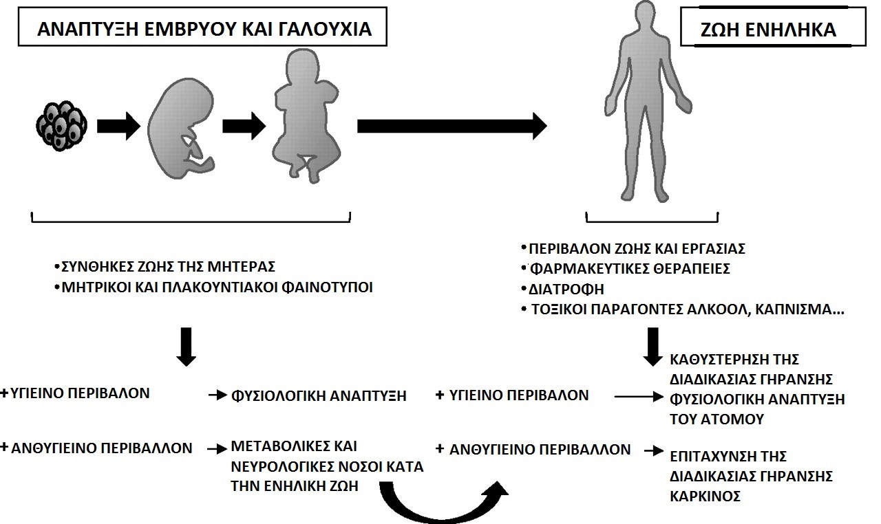 Δημητρακόπουλος Γυναικολόγος Γλυφάδα - Εξωσωματική Γονιμοποίηση